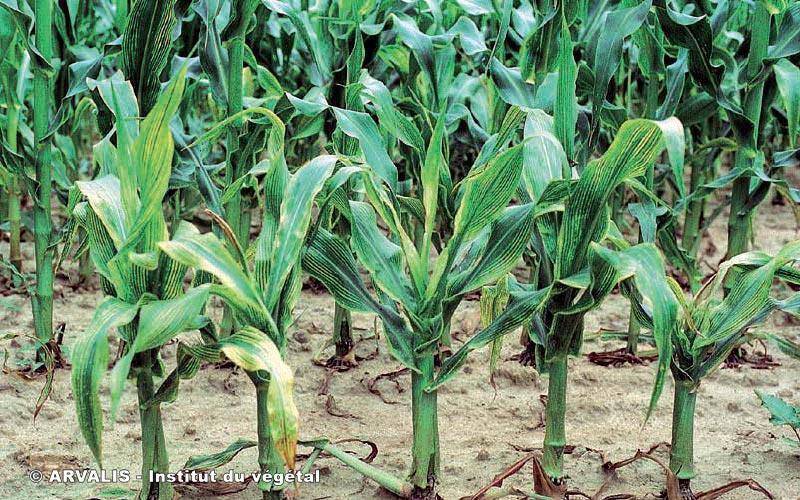 Nanisme rugueux - Maladie virale sur Maïs, ARVALIS-infos.fr