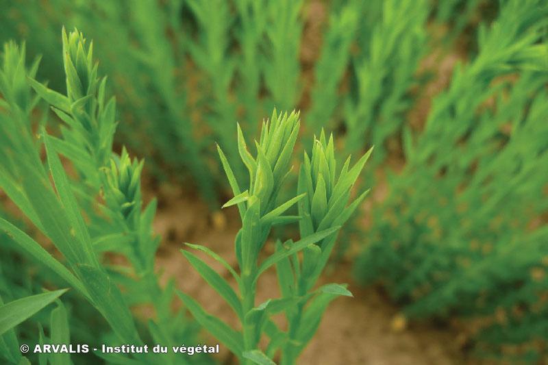 Thrips - Ravageur sur Lin fibre, ARVALIS-infos.fr