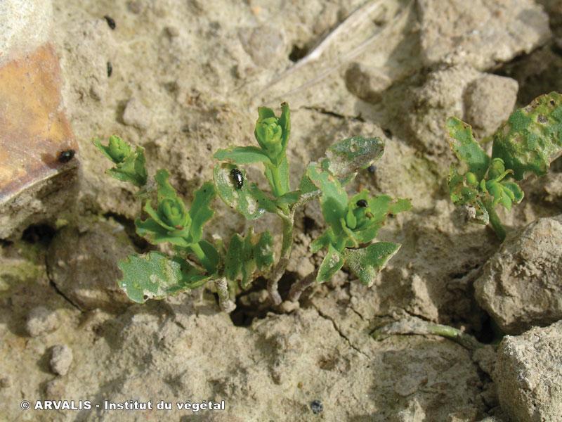 Altises - Ravageur sur Lin fibre, ARVALIS-infos.fr