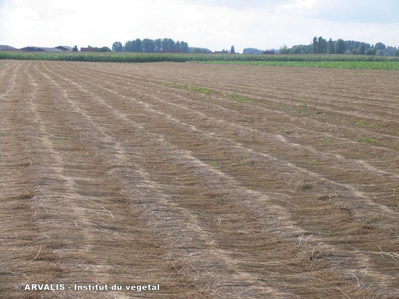 Verticilliose - Maladie sur Lin fibre, ARVALIS-infos.fr