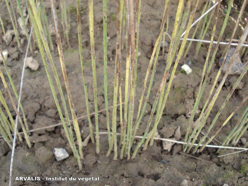 Verticilliose - Maladie sur Lin fibre, ARVALIS-infos.fr