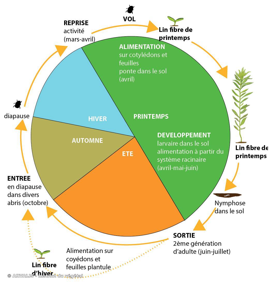 Altises - Ravageur sur Lin fibre, ARVALIS-infos.fr