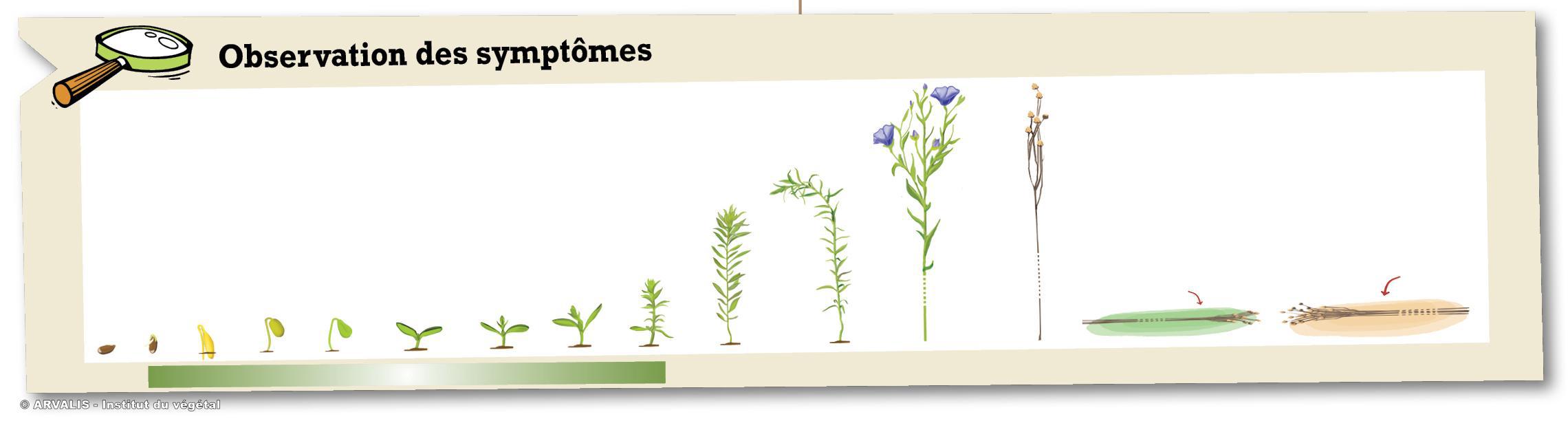 Altises - Ravageur sur Lin fibre, ARVALIS-infos.fr