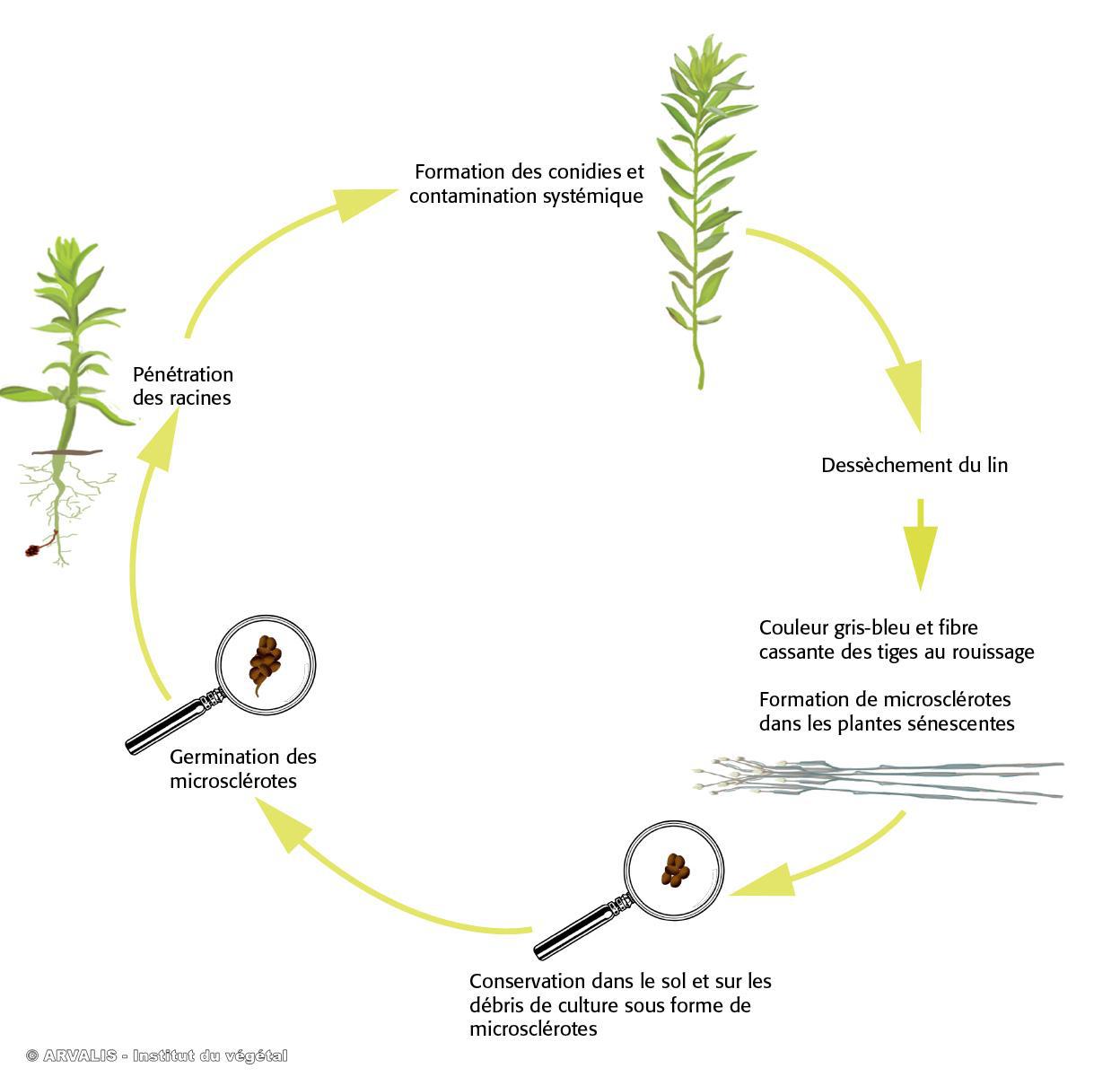 Verticilliose - Maladie sur Lin fibre, ARVALIS-infos.fr