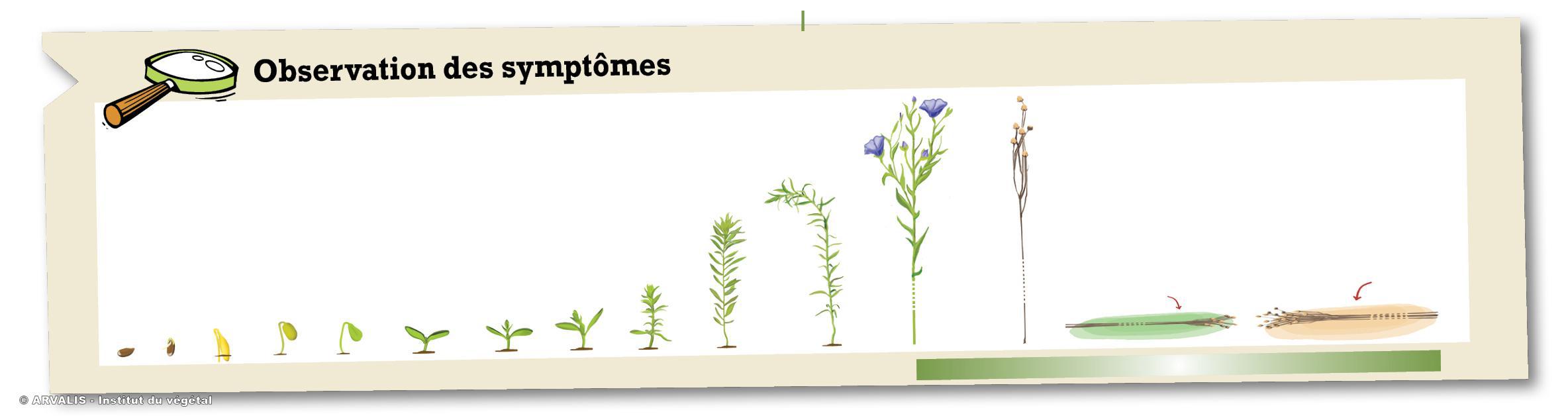 Verticilliose - Maladie sur Lin fibre, ARVALIS-infos.fr