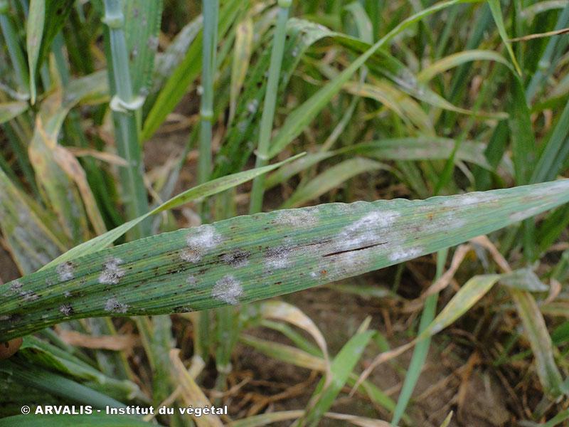 Oïdium - Maladie sur Orge, ARVALIS-infos.fr