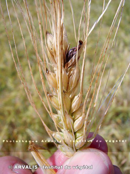 Ergot - Maladie sur Orge, ARVALIS-infos.fr