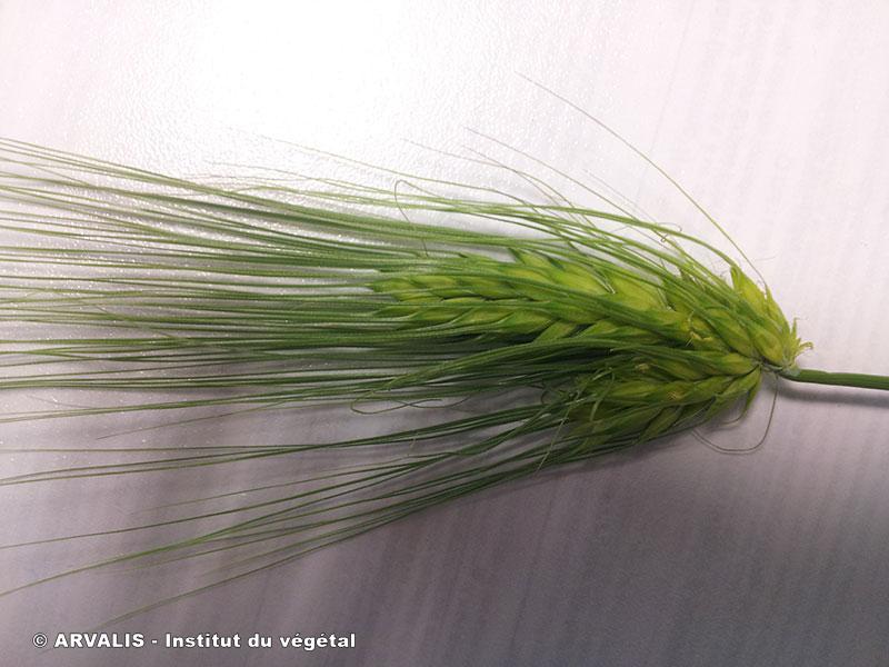 Epillets surnuméraires - Accident lié au climat sur Orge, ARVALIS-infos.fr