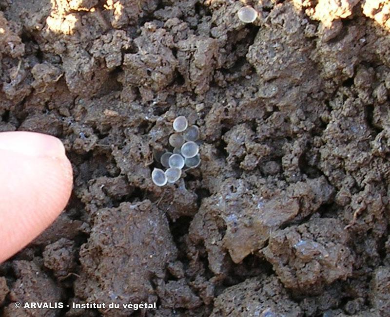 Limaces - Ravageur sur Orge, ARVALIS-infos.fr