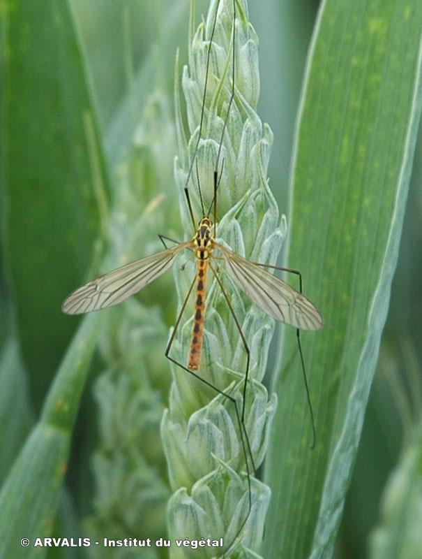 Tipules - Ravageur sur Orge, ARVALIS-infos.fr