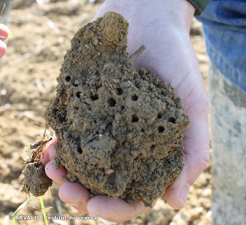 Zabre - Ravageur sur Orge, ARVALIS-infos.fr