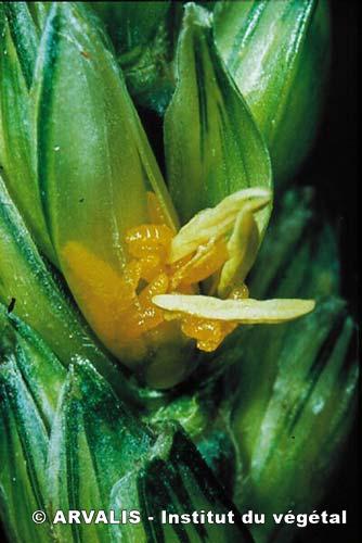 Cécidomyie orange - Ravageur sur Blé tendre, blé dur, triticale ...